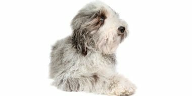 Sheepadoodle Growth Chart | Size & Weight Chart