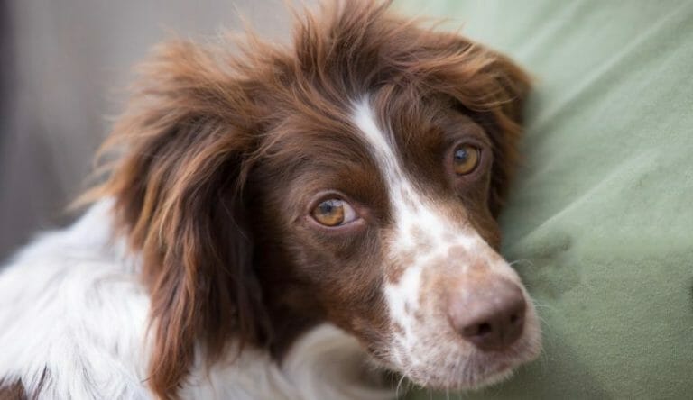 Springer Spaniel Growth Chart | Size & Weight Chart