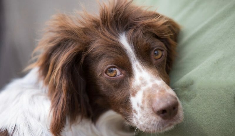 Springer Spaniel Growth Chart | Size & Weight Chart