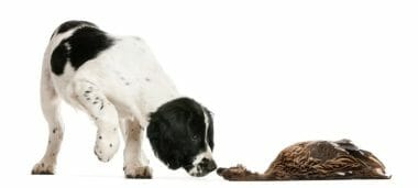 Springer Spaniel Growth Chart | Size & Weight Chart