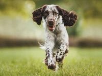 German Shorthaired Pointer Growth Chart | GSP Weight & Size