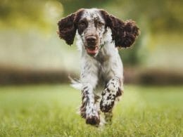 German Shorthaired Pointer Growth Chart | GSP Weight & Size
