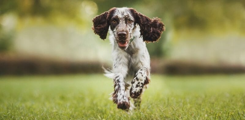 Springer Spaniel Growth Chart | Size & Weight Chart