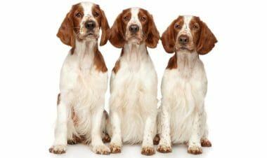 Springer Spaniel Growth Chart | Size & Weight Chart