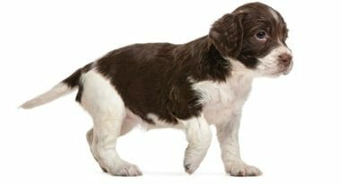 Springer Spaniel Growth Chart | Size & Weight Chart