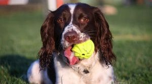 Springer Spaniel Growth Chart | Size & Weight Chart