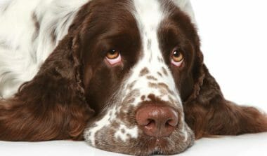 Springer Spaniel Growth Chart | Size & Weight Chart