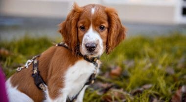 Springer Spaniel Growth Chart | Size & Weight Chart