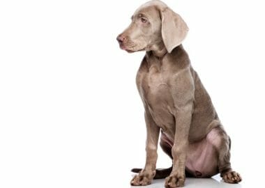 Weimaraner Growth Chart | Size & Weight Chart
