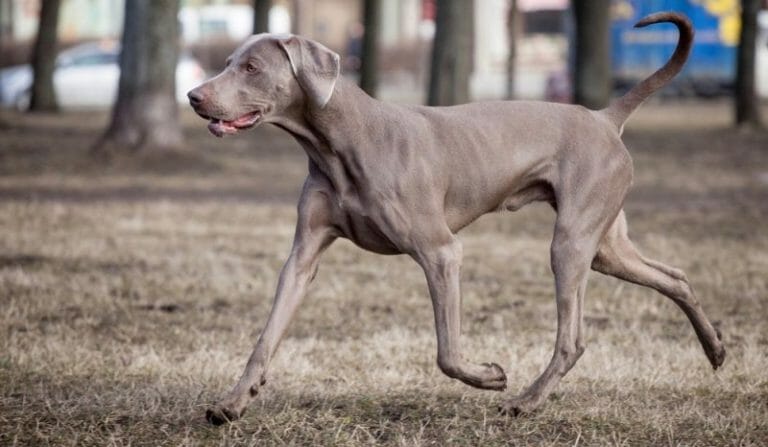Weimaraner Growth Chart | Size & Weight Chart
