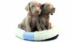 Weimaraner Growth Chart | Size & Weight Chart