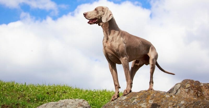Weimaraner Growth Chart | Size & Weight Chart