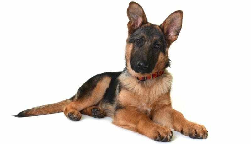 Best German Shepherd Breeders In Alberta, Canada (2022)