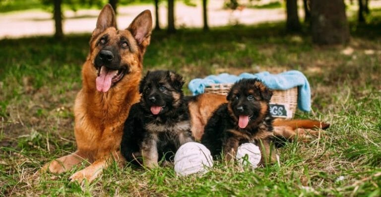 Best German Shepherd Breeders In Alberta, Canada (2022)