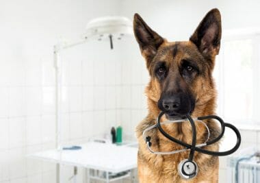 German Shepherd Pregnancy Stages & Signs