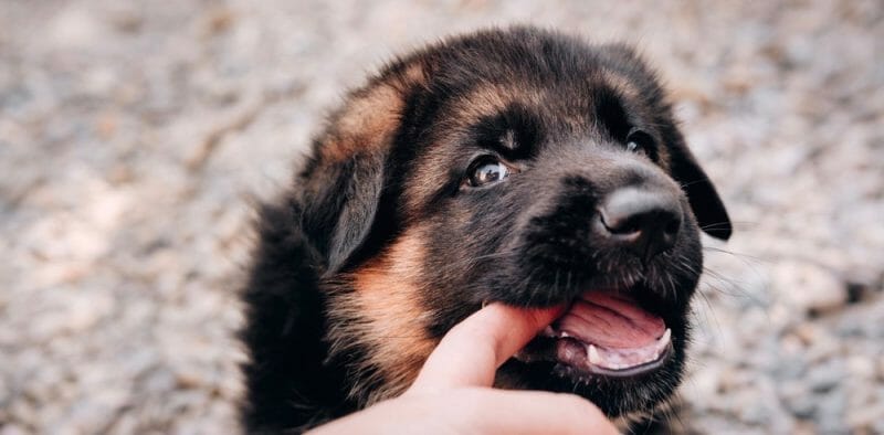 German Shepherd Pregnancy Stages & Signs