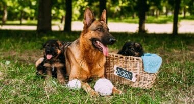 German Shepherd Pregnancy Stages & Signs