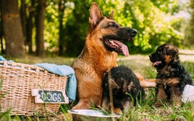 German Shepherd Pregnancy Stages & Signs