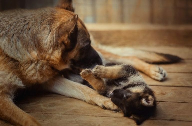German Shepherd Pregnancy Stages & Signs