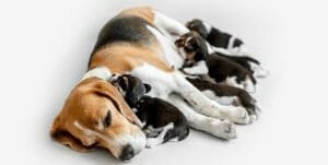 Beagle Size Chart | Growth & Weight Chart