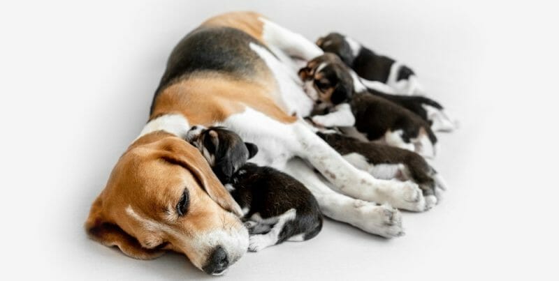 Beagle Size Chart | Growth & Weight Chart
