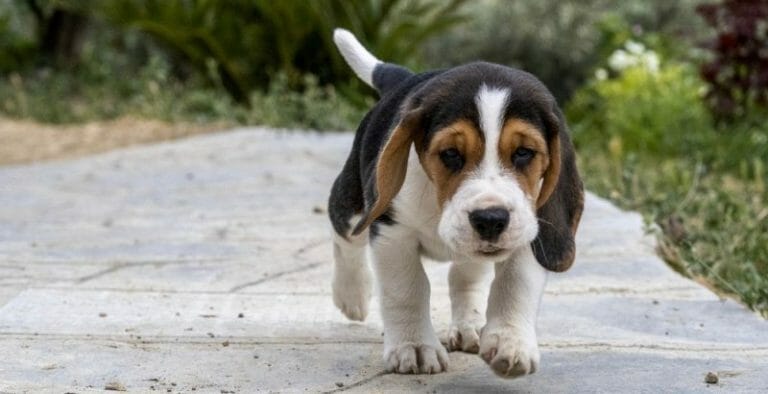 Beagle Size Chart | Growth & Weight Chart