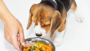 Beagle Size Chart | Growth & Weight Chart