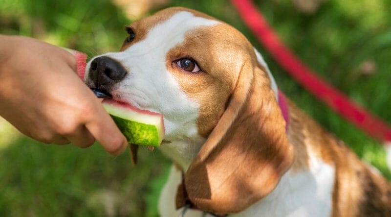 Beagle Feeding Chart | How Much To Feed A Beagle Puppy