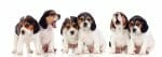 Beagle Size Chart | Growth & Weight Chart