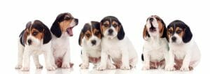 Beagle Size Chart | Growth & Weight Chart