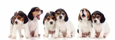 Beagle Size Chart | Growth & Weight Chart