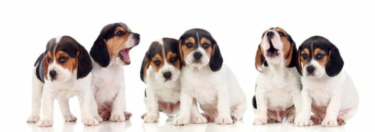 Beagle Size Chart | Growth & Weight Chart