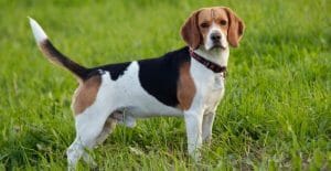 Beagle Size Chart | Growth & Weight Chart