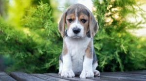 Beagle Size Chart | Growth & Weight Chart