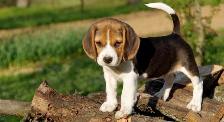 Beagle Size Chart | Growth & Weight Chart