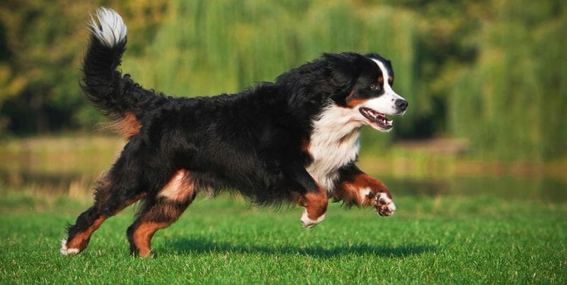 Bernese Mountain Dog Size Chart | Growth & Weight Chart
