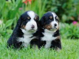 Saint Bernard Growth Chart | St. Bernard Weight & Size