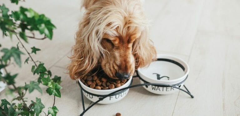 Cocker Spaniel Feeding Chart | How Much To Feed A Puppy?