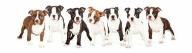 Boston Terrier Size Chart | Growth & Weight Chart