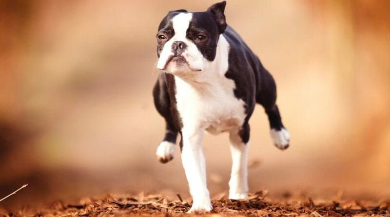 12 Small Guard Dogs | Best Small Dog Breeds To Protect You