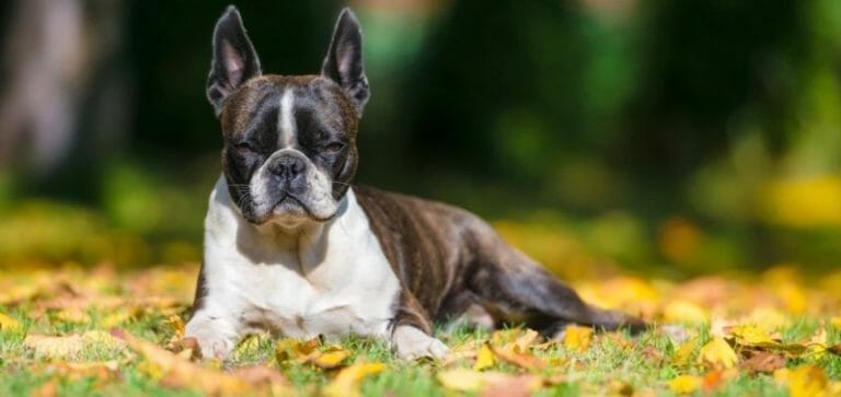 Boston Terrier Size Chart | Growth & Weight Chart
