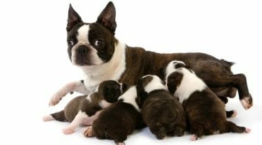 Boston Terrier Size Chart | Growth & Weight Chart