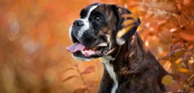 Boxer Growth Chart | Size & Weight Chart