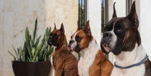 Boxer Growth Chart | Size & Weight Chart