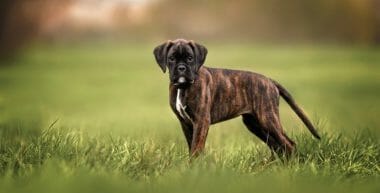 Boxer Growth Chart | Size & Weight Chart