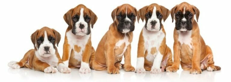 Boxer Growth Chart | Size & Weight Chart