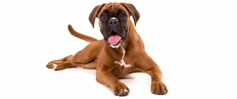 Boxer Growth Chart | Size & Weight Chart