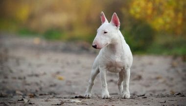 12 Small Guard Dogs | Best Small Dog Breeds To Protect You