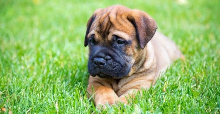 Bullmastiff Weight Chart | Size & Growth Chart