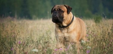 Bullmastiff Weight Chart | Size & Growth Chart